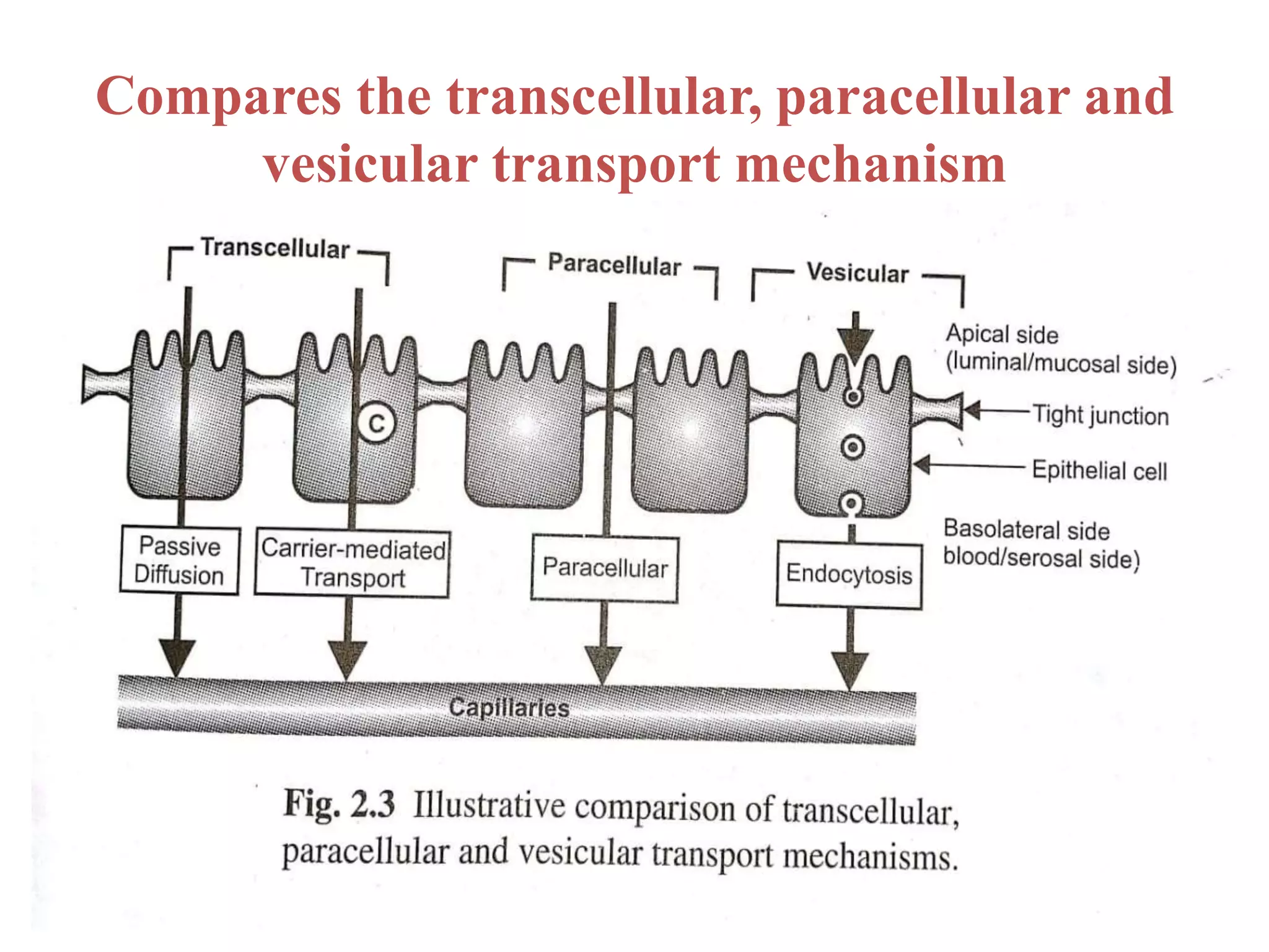 Mechanism of drug absorption | PPTX