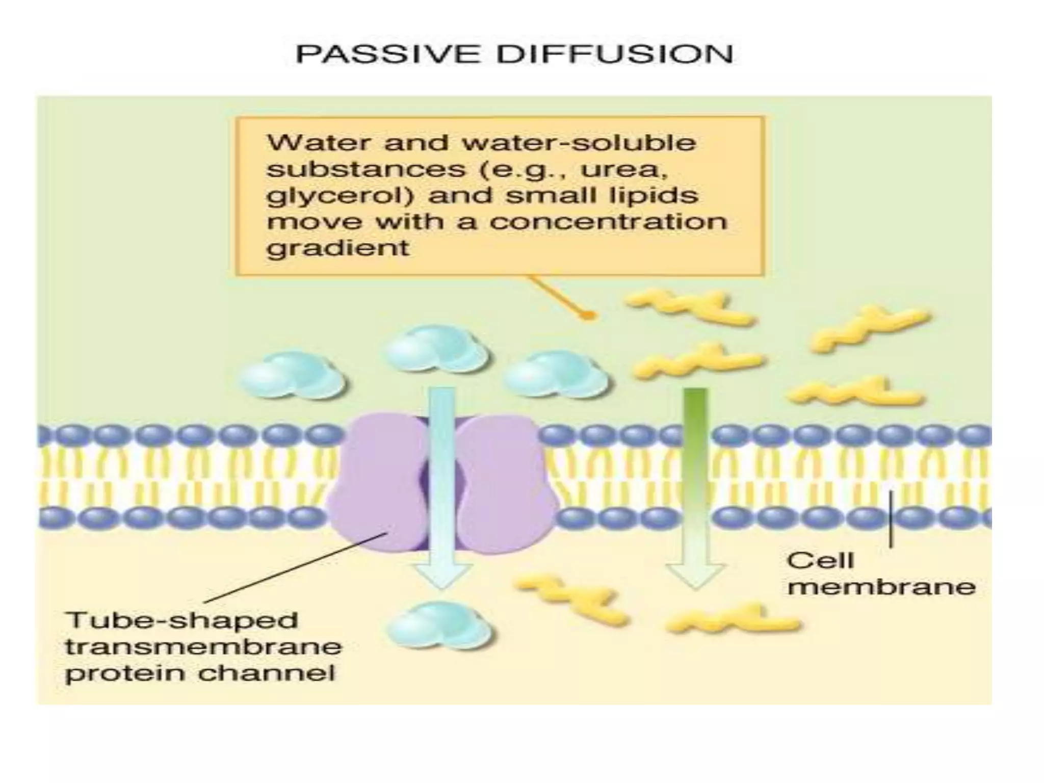 Mechanism of drug absorption | PPTX