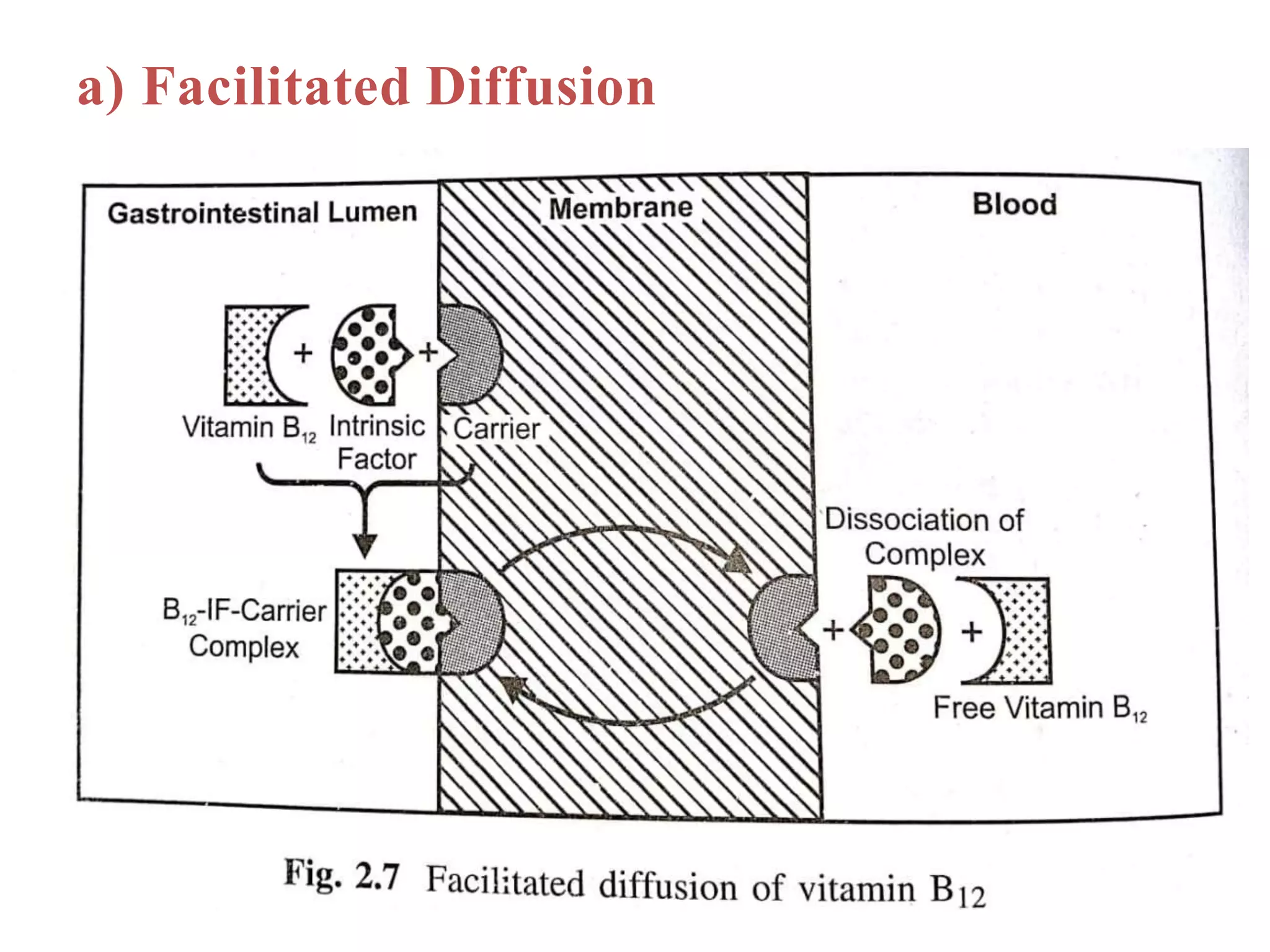 Mechanism of drug absorption | PPTX