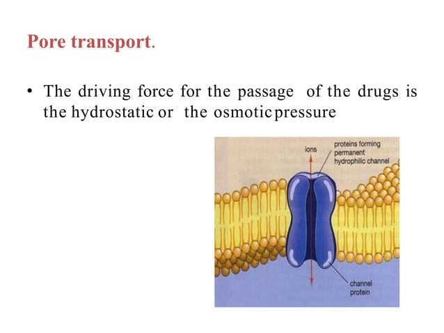 Mechanism of drug absorption | PPTX | Chemistry | Science