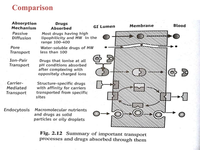 Mechanism of drug absorption | PPTX | Chemistry | Science