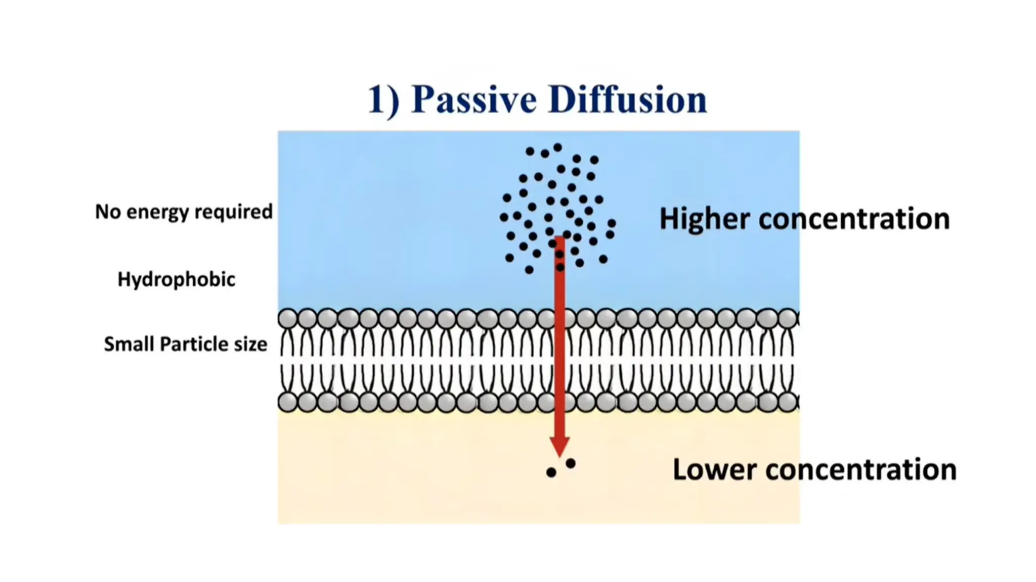 mechanism of drug absorption (1). ppt sspptx | PPT