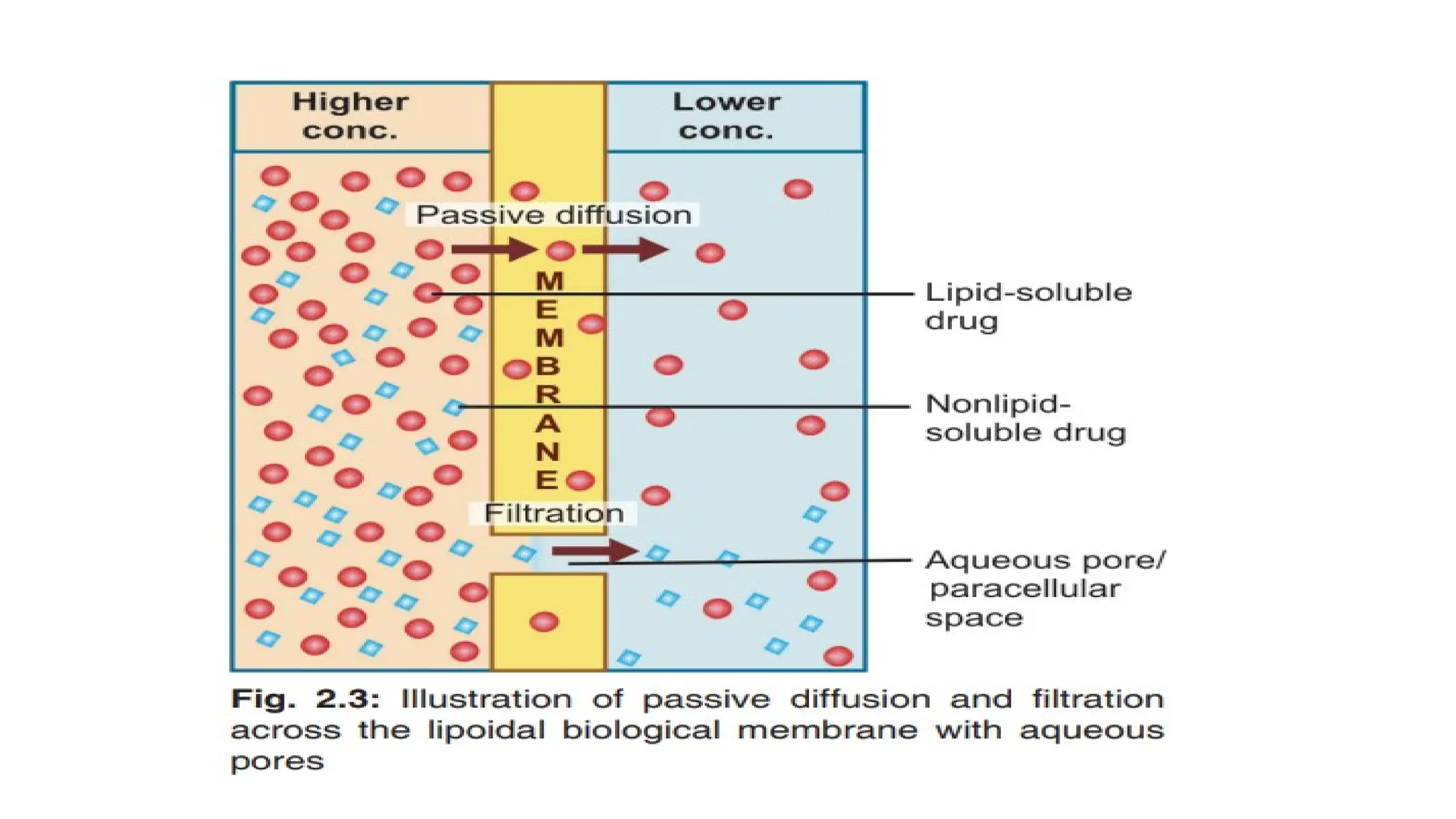 mechanism of drug absorption (1). ppt sspptx | PPT