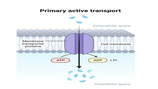 mechanism of drug absorption (1). ppt sspptx | PPT