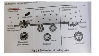mechanism of drug absorption (1). ppt sspptx | PPT