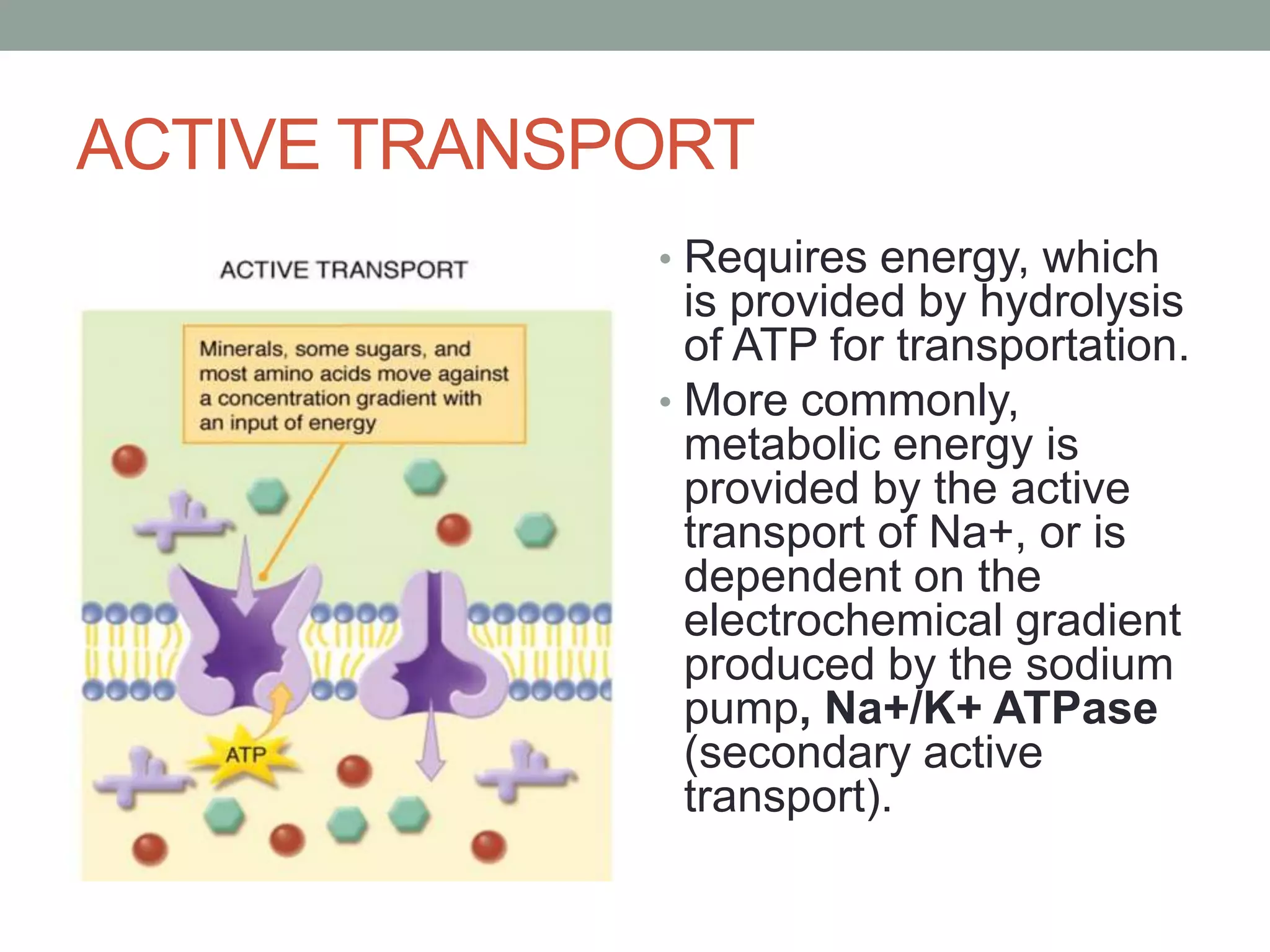 Drug absorption | PPTX