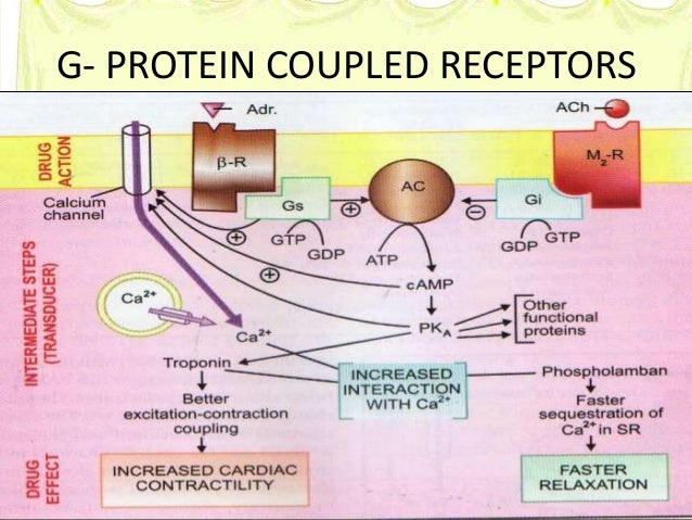 Mechanisms Of Action