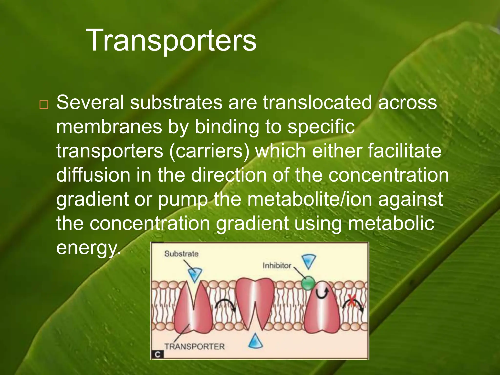 Mechanism of drug action,drug receptor phrmacology | PPT