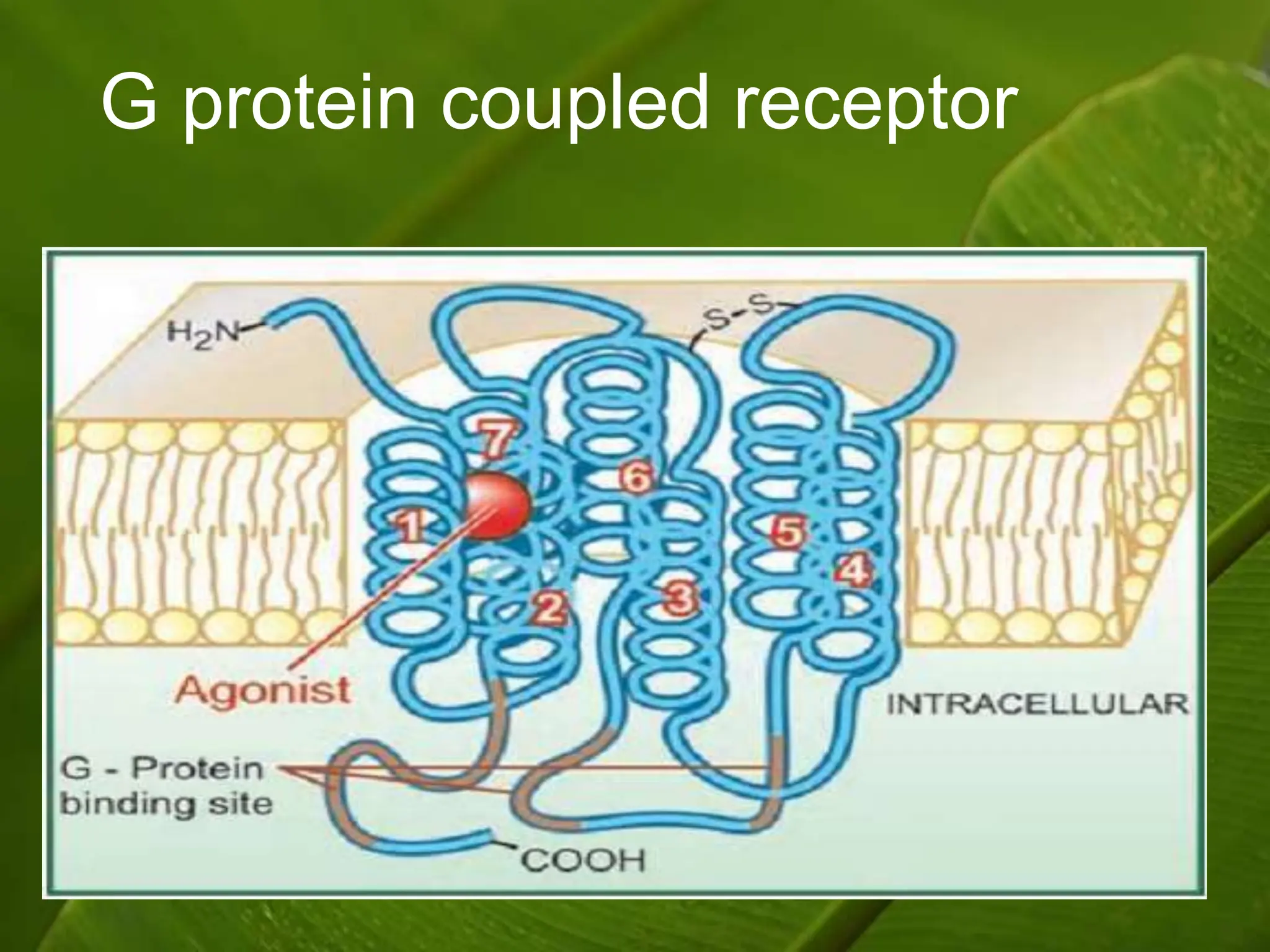 Mechanism of drug action,drug receptor phrmacology | PPT