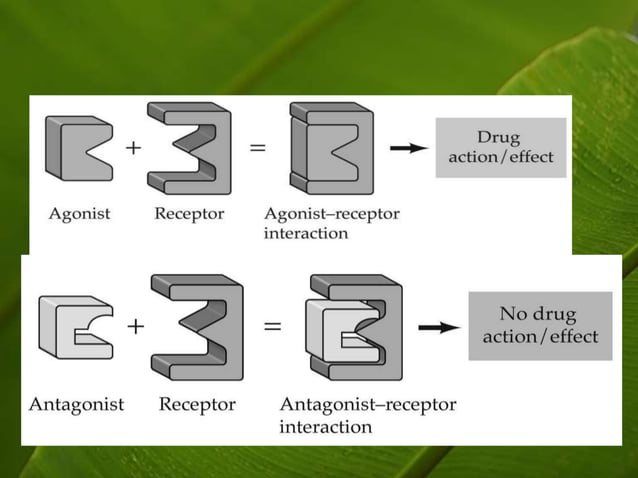 Mechanism of drug action,drug receptor phrmacology | PPT
