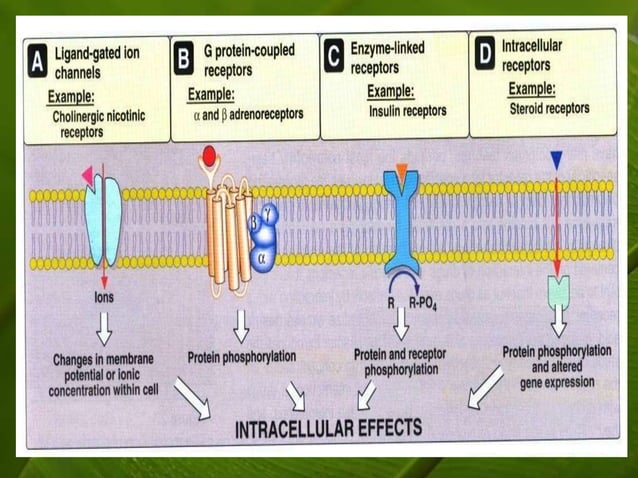 Mechanism of drug action,drug receptor phrmacology | PPT