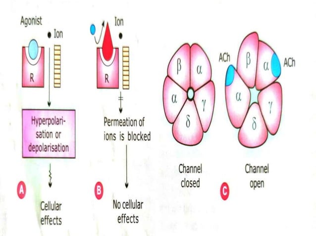 Mechanism of drug action,drug receptor phrmacology | PPT