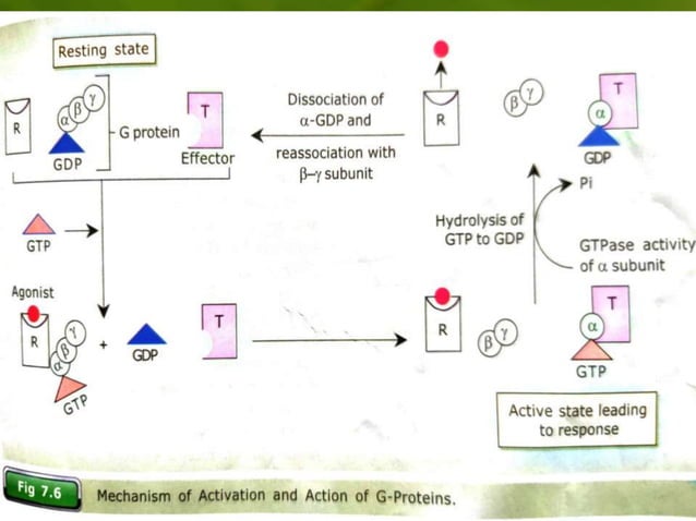 Mechanism of drug action,drug receptor phrmacology | PPT