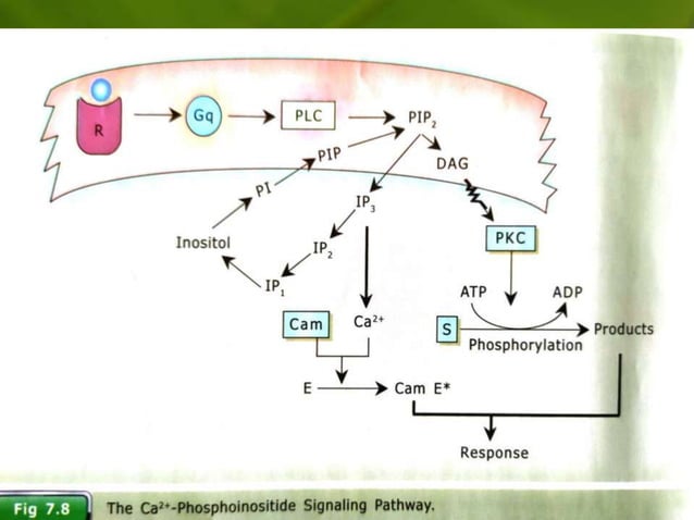 Mechanism of drug action,drug receptor phrmacology | PPT