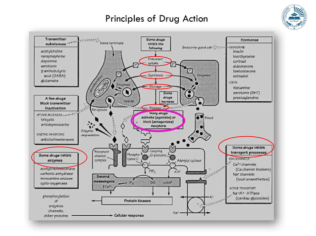Mechanism of Drug Receptor Binding and Action.pptx
