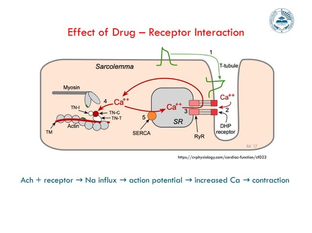 Mechanism of Drug Receptor Binding and Action.pptx
