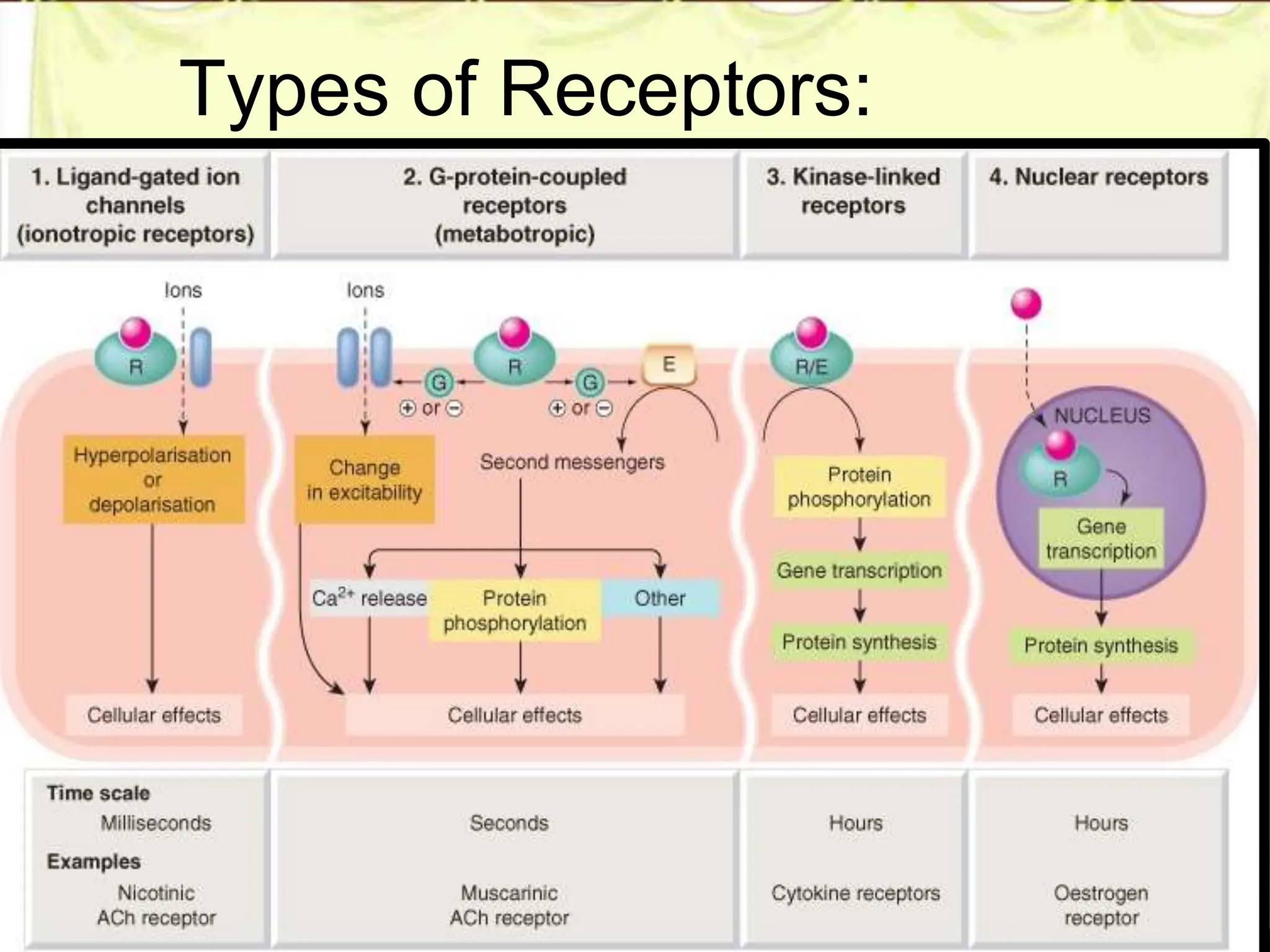 Mechanism of drug action & Receptors FINAL SY.pptx