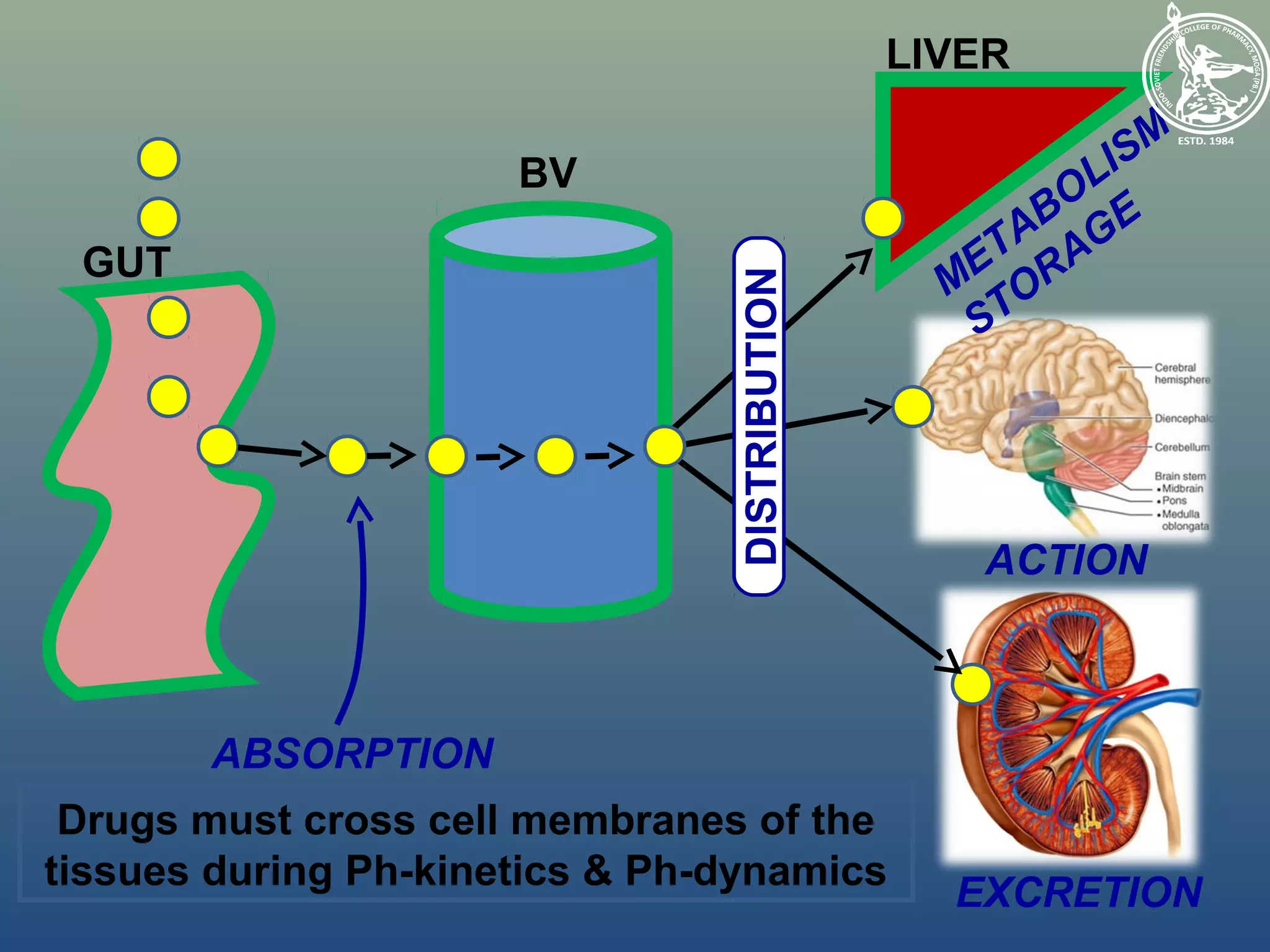Mechanism of Transport of Drug Molecules | PPT