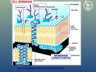 Mechanism of Transport of Drug Molecules | PPT