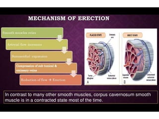Mechanism of ejection and eraculation | PPTX