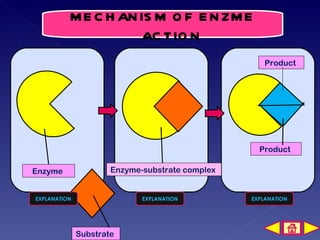 Mechanism of Enzyme Action | PPT
