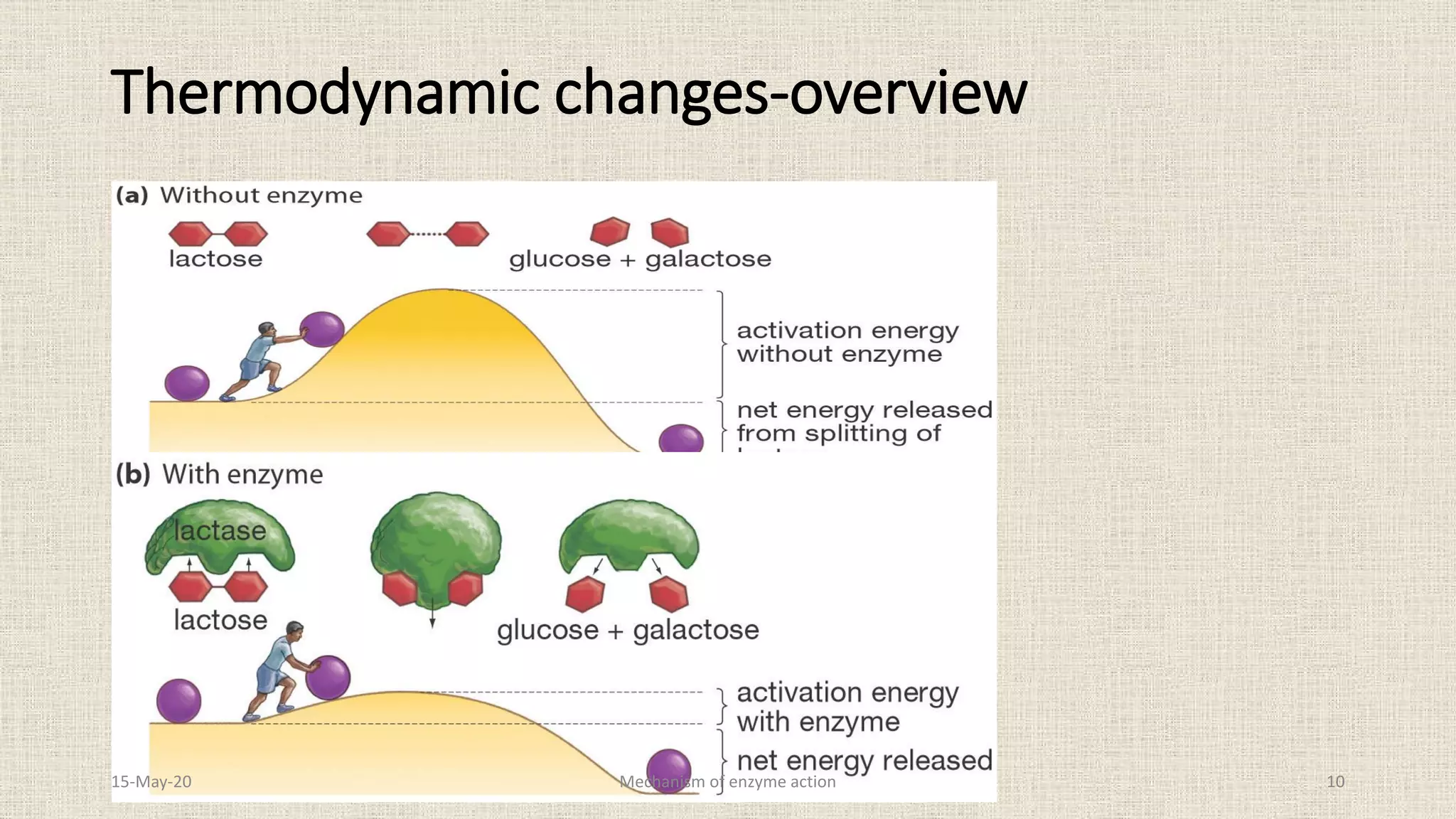 Mechanism of enzyme action | PDF