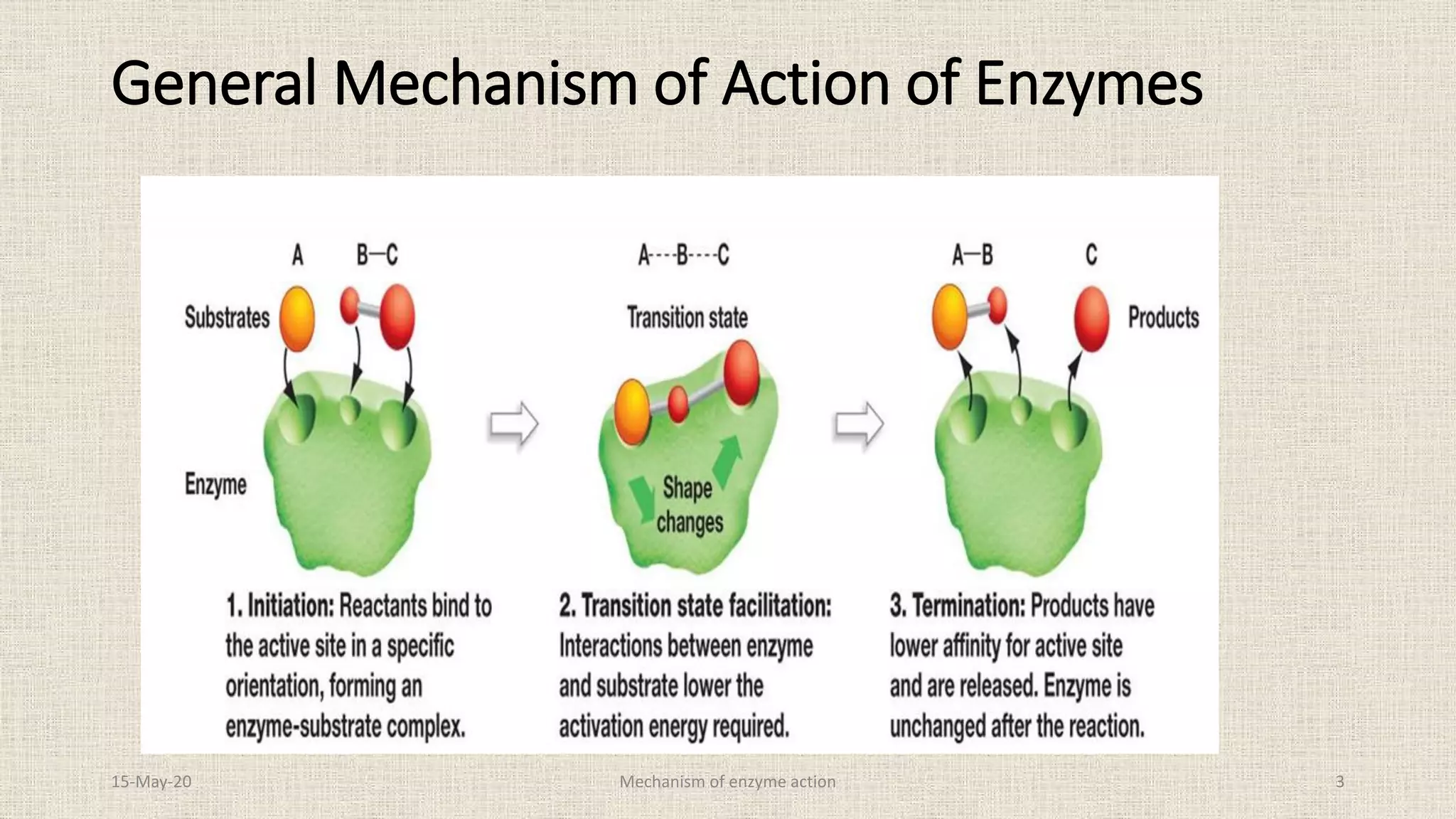 Mechanism of enzyme action | PDF