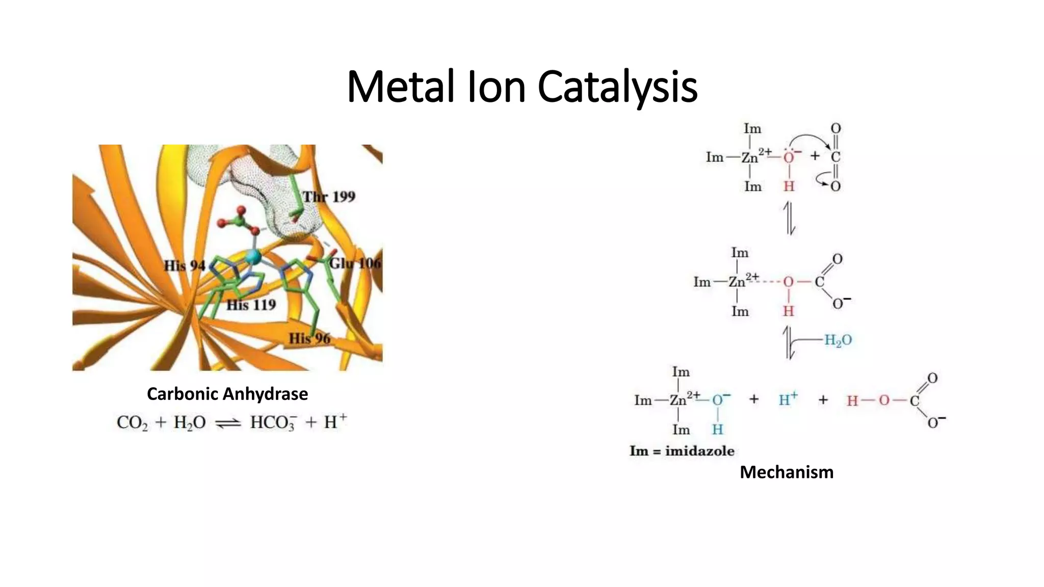 Mechanism of enzyme action | PPTX