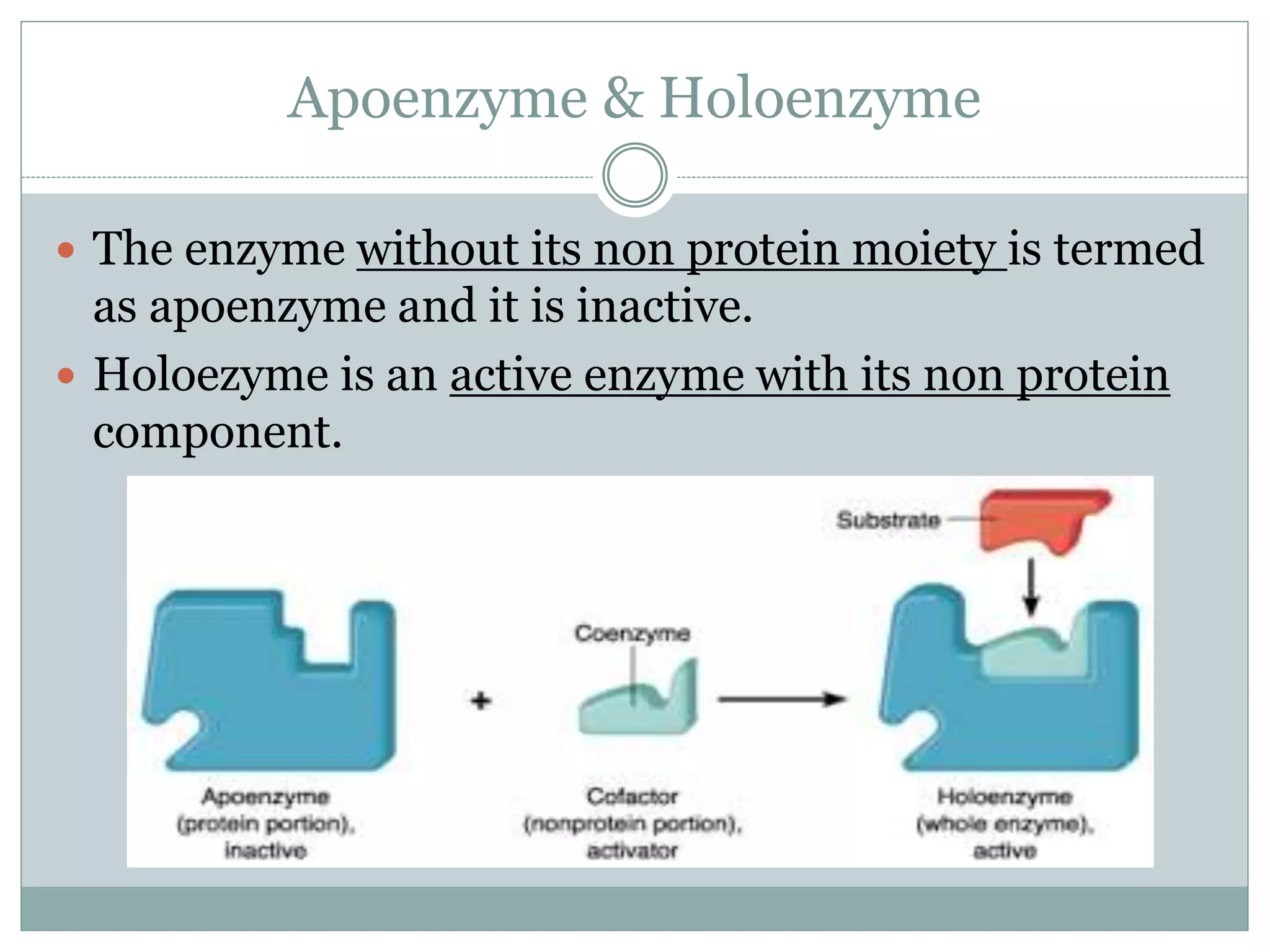 Mechanism of Enzyme Action.. | PPTX