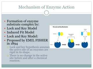 Mechanism of Enzyme Action.. | PPTX