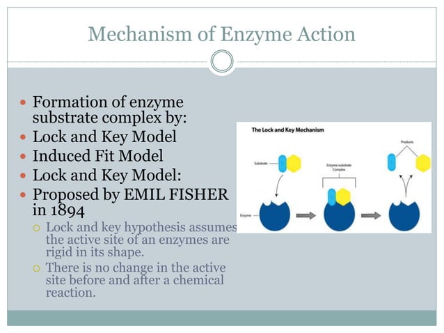 Mechanism of Enzyme Action.. | PPTX | Chemistry | Science