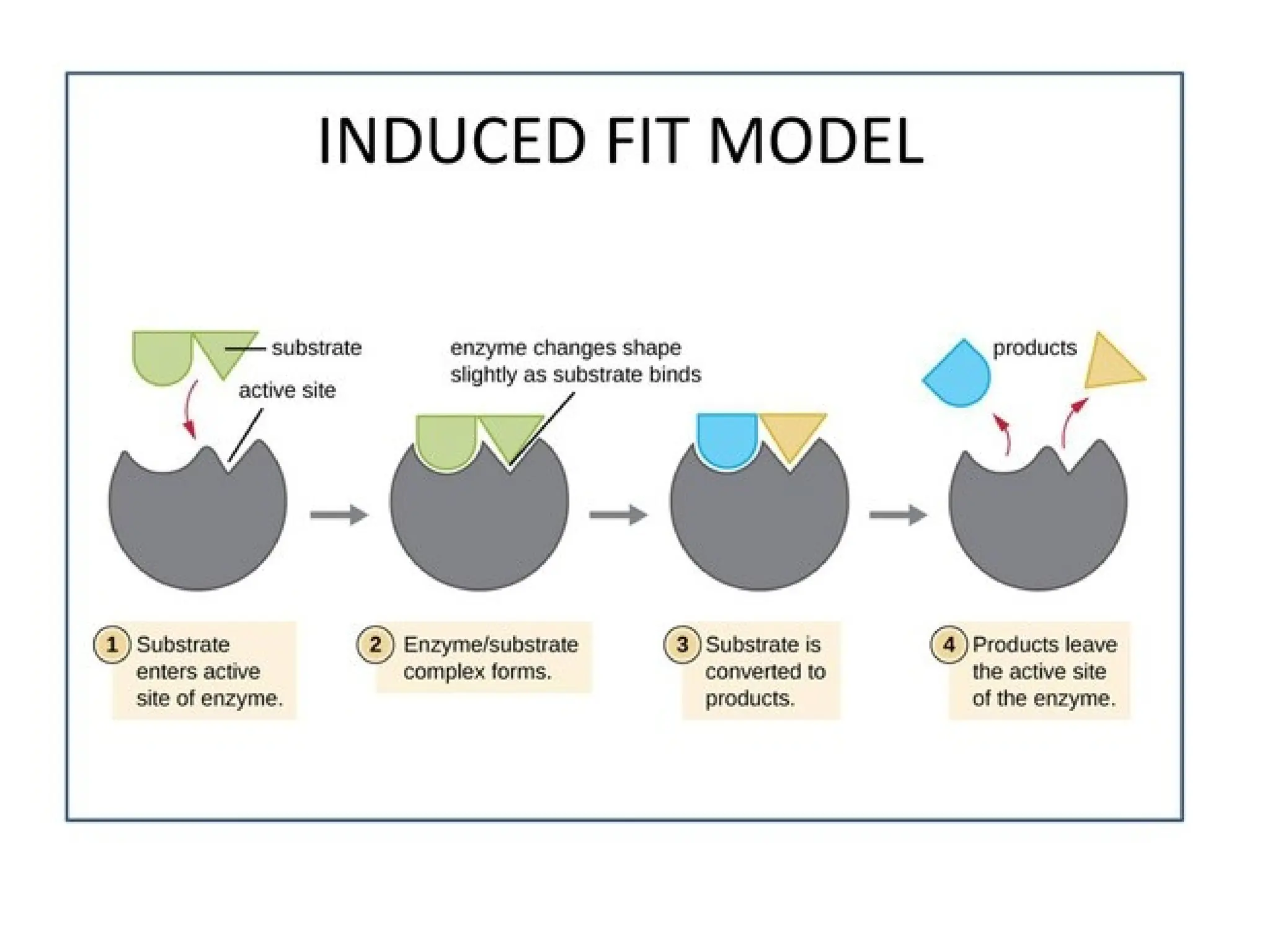 Mechanism of enzyme action - catalysis.pptx