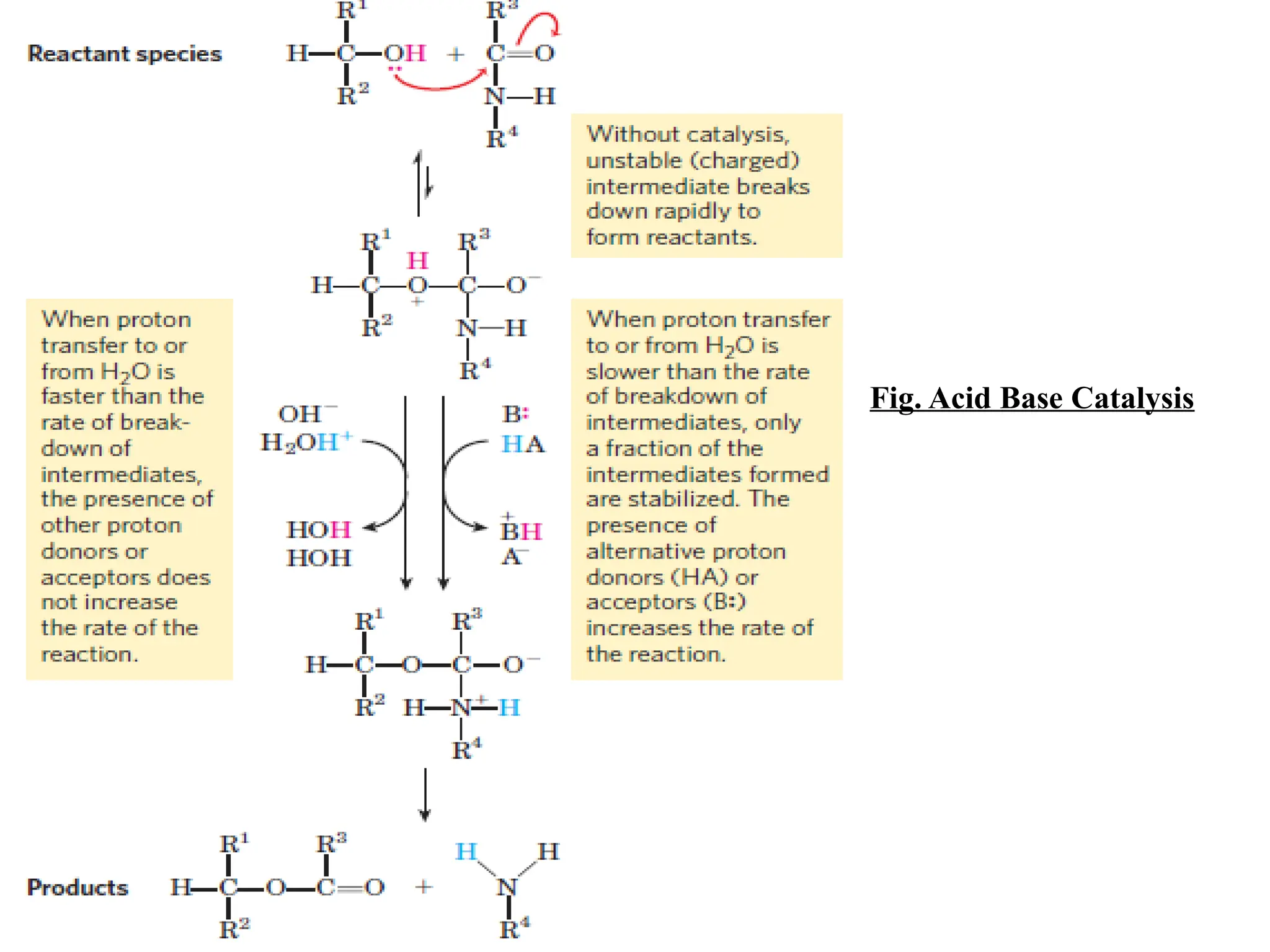 Mechanism Of Enzyme Action Catalysis Pptx