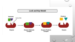 MECHANISM OF ENZYME ACTION_V sem Biochem | PPTX