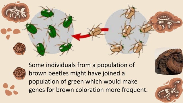 mechanism of evolution.pptx