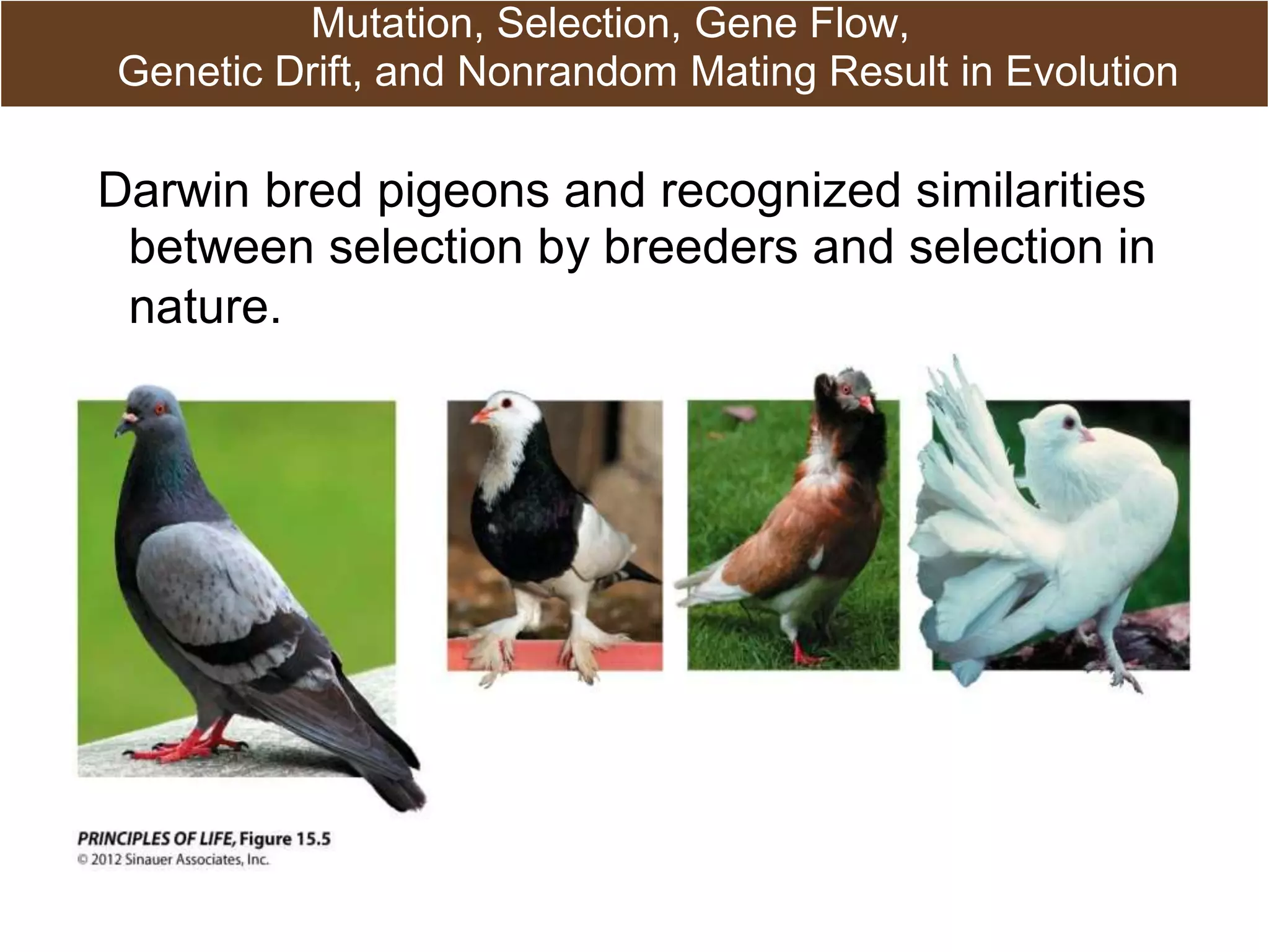 Mechanism of Evolution 1.pptx