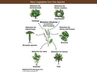 Mechanism of Evolution 1.pptx