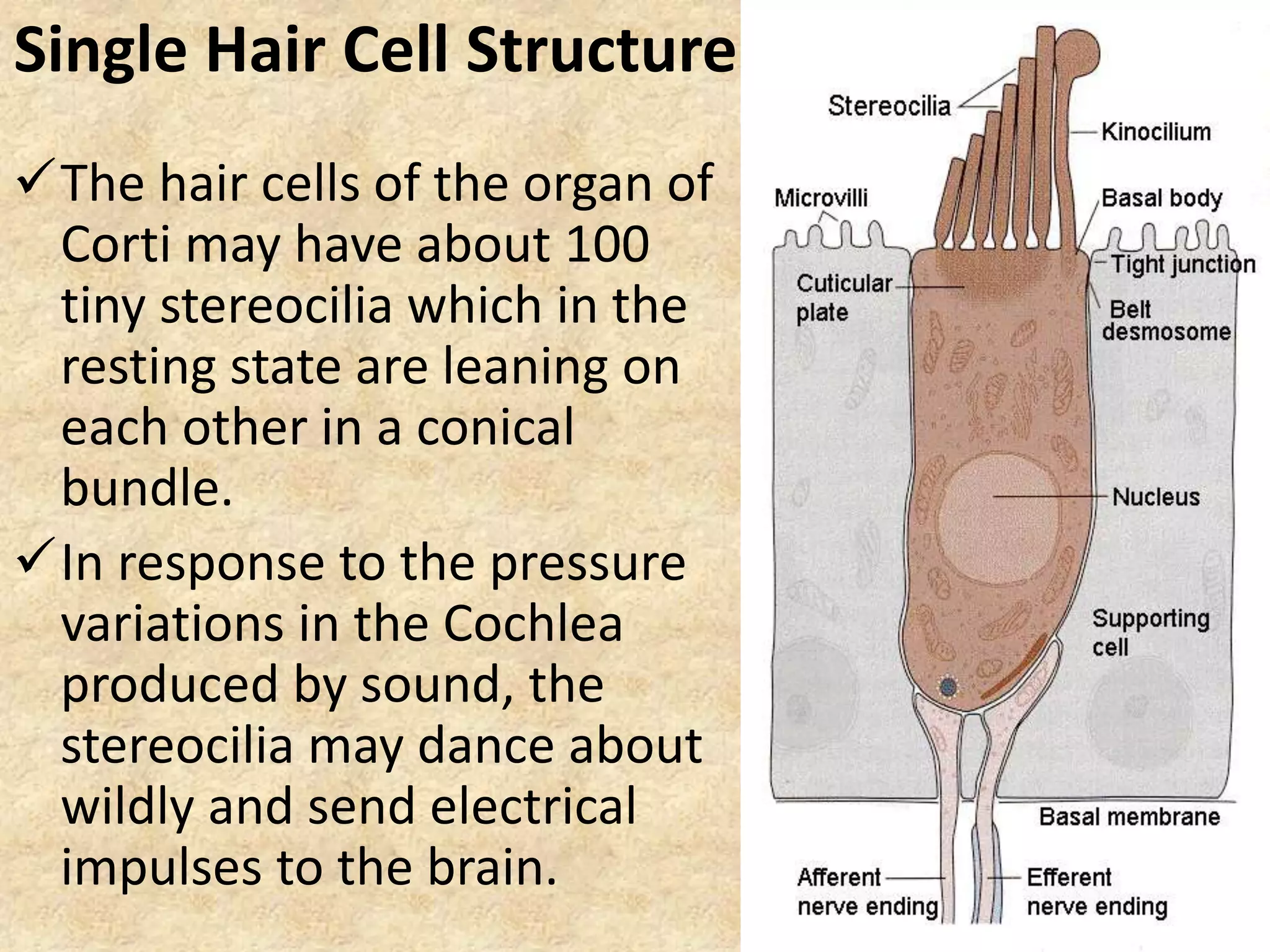 Mechanism of excitation of hair cell | PPTX