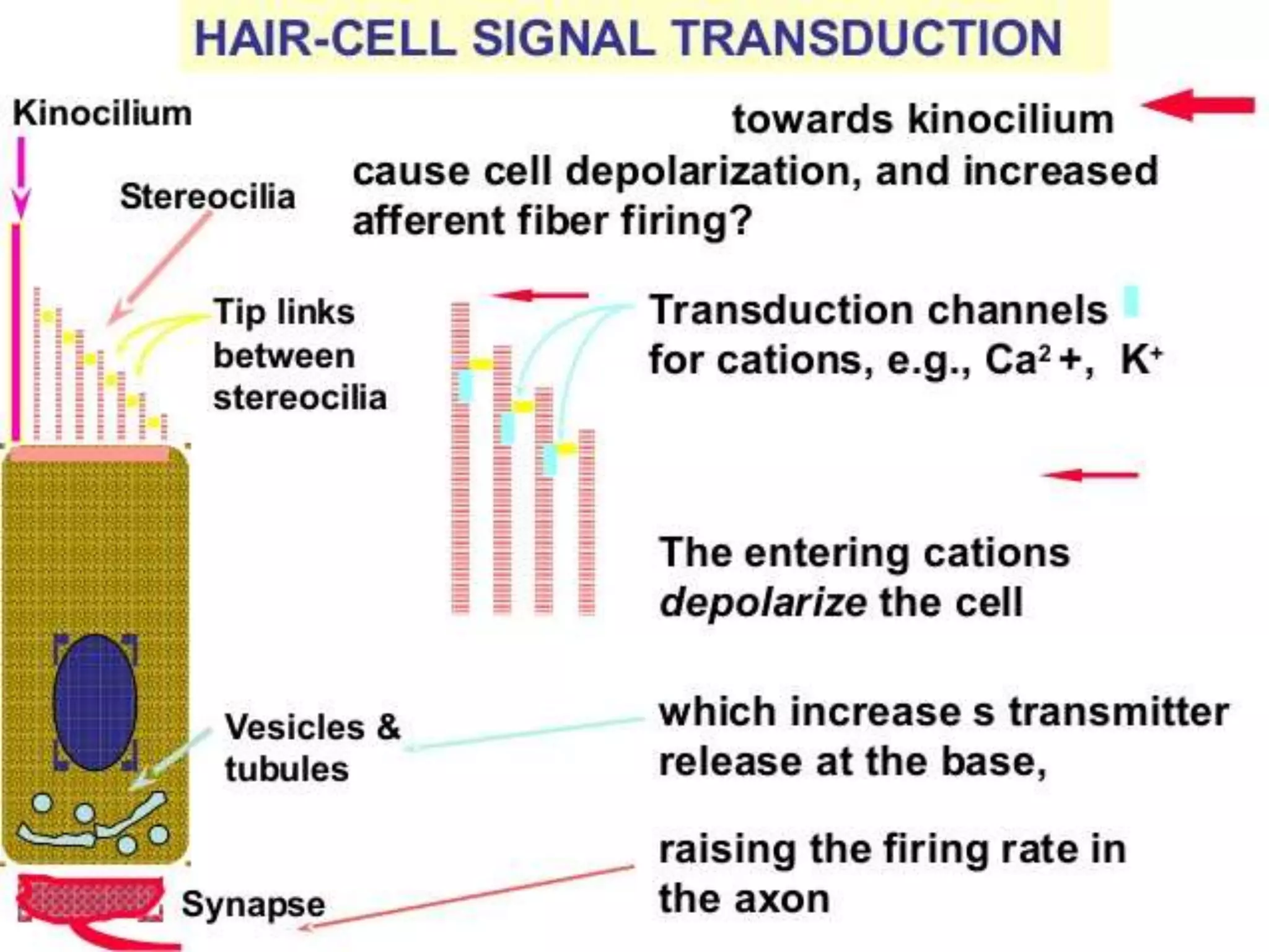 Mechanism of excitation of hair cell | PPTX