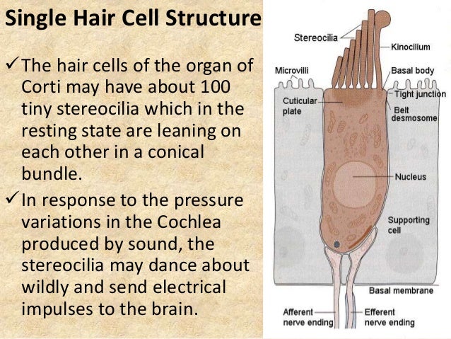 Mechanism of excitation of hair cell