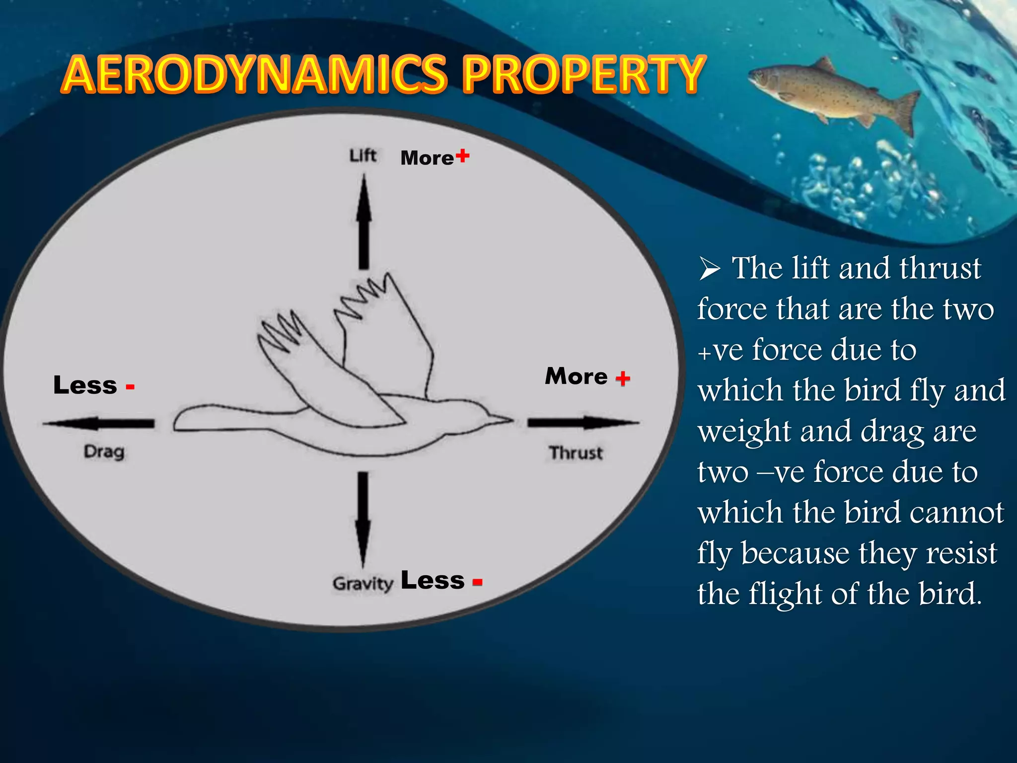 Mechanism of flight in bird | PPTX