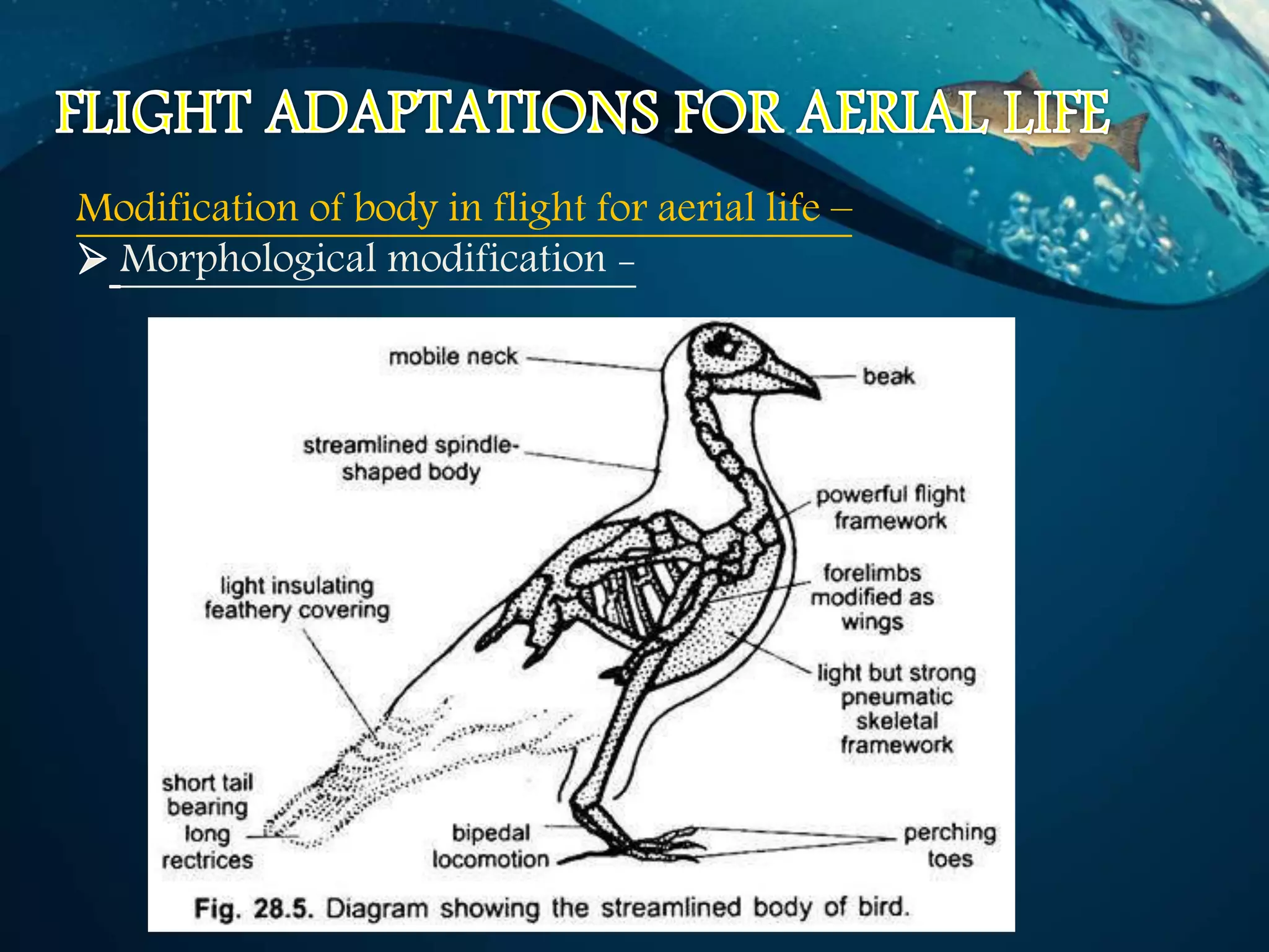 Mechanism of flight in bird | PPTX
