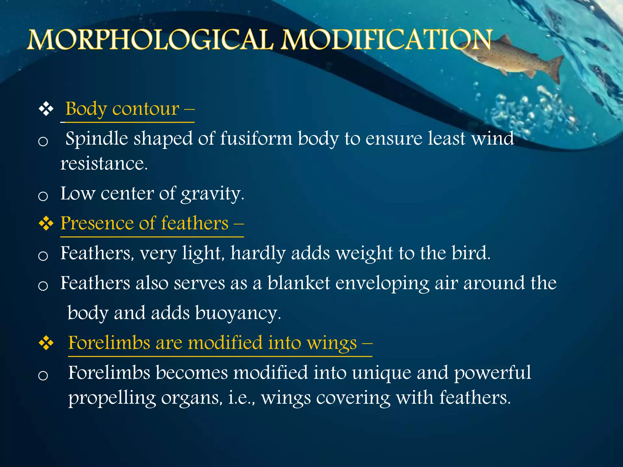 Mechanism of flight in bird | PPTX