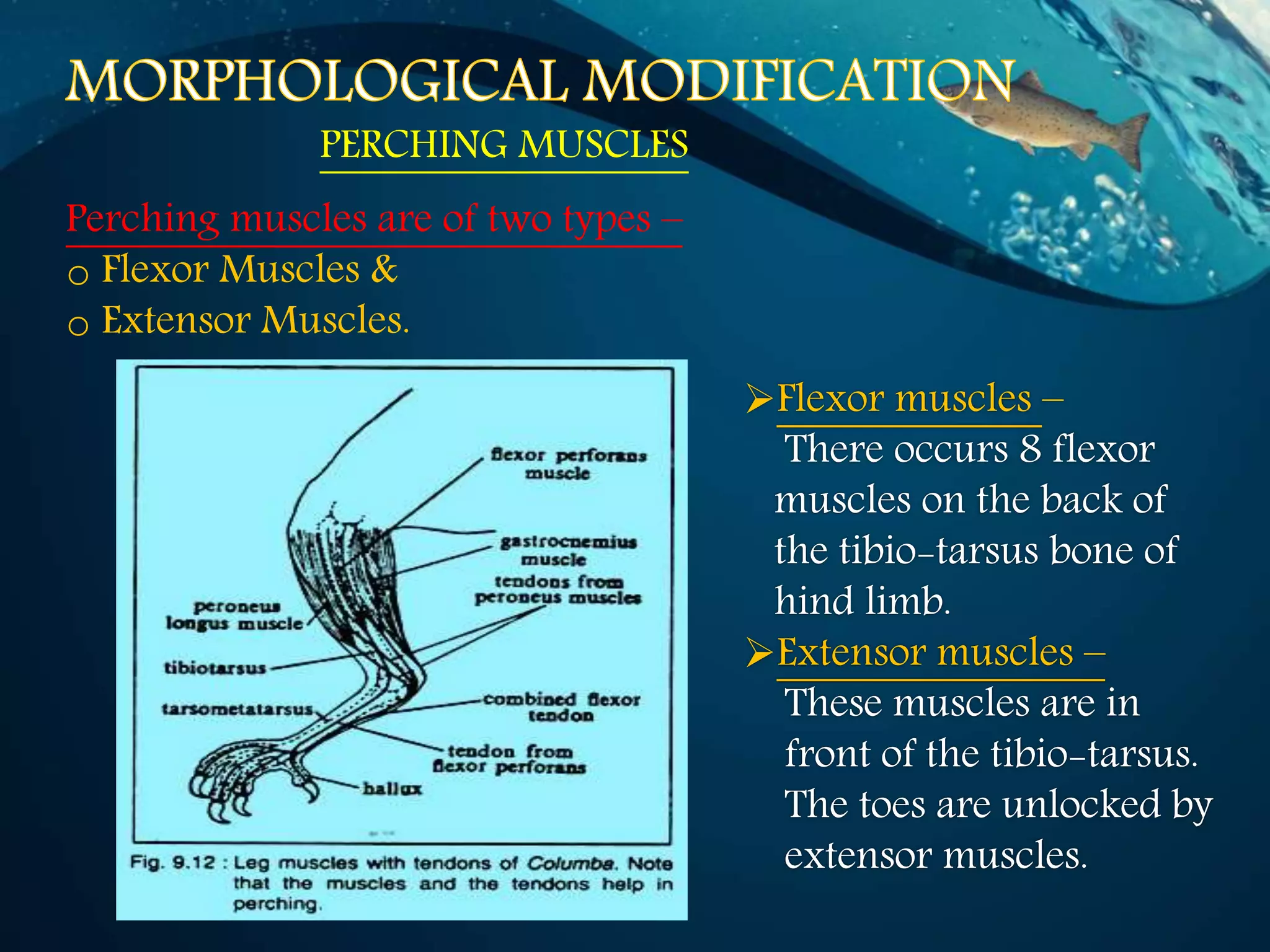 Mechanism of flight in bird | PPTX