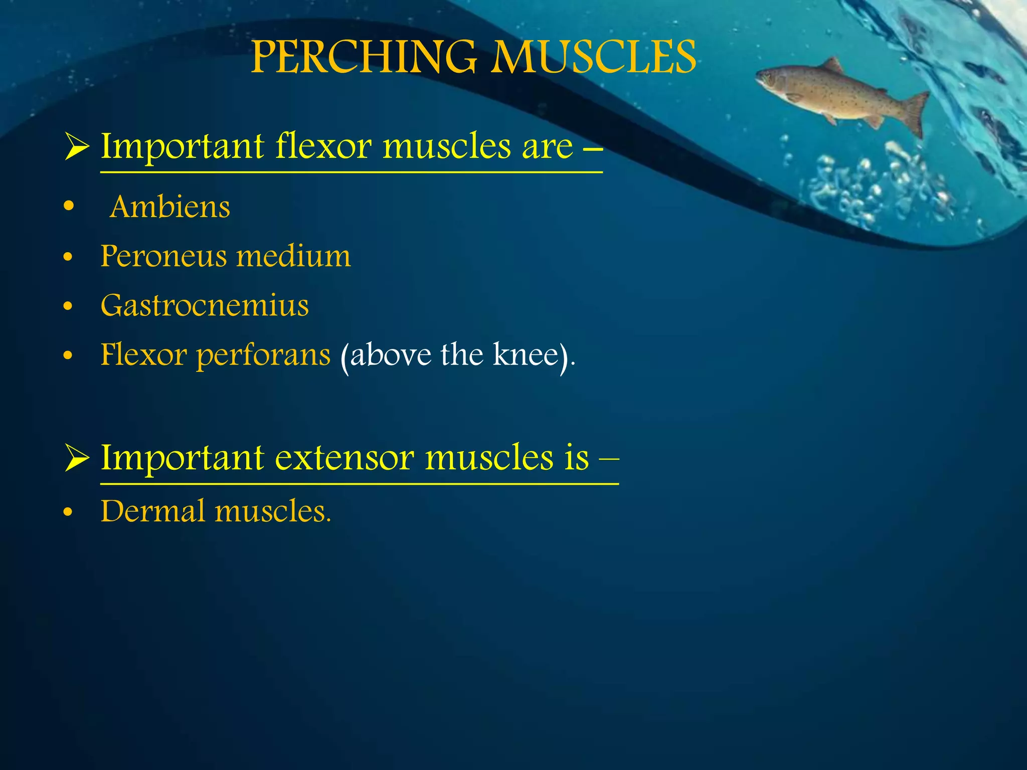 Mechanism of flight in bird | PPTX