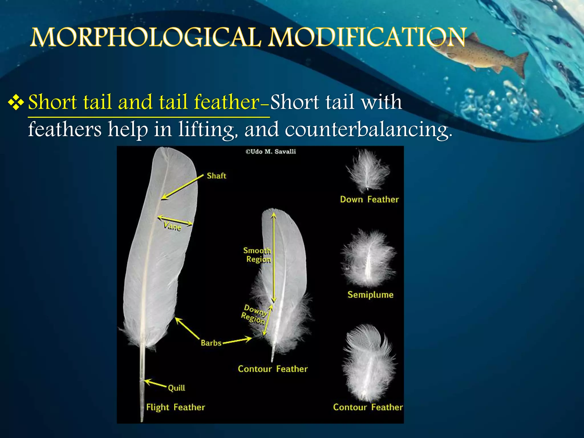 Mechanism of flight in bird | PPTX