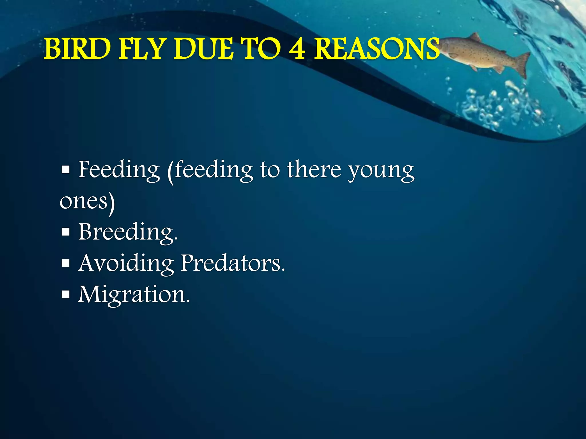 Mechanism of flight in bird | PPTX