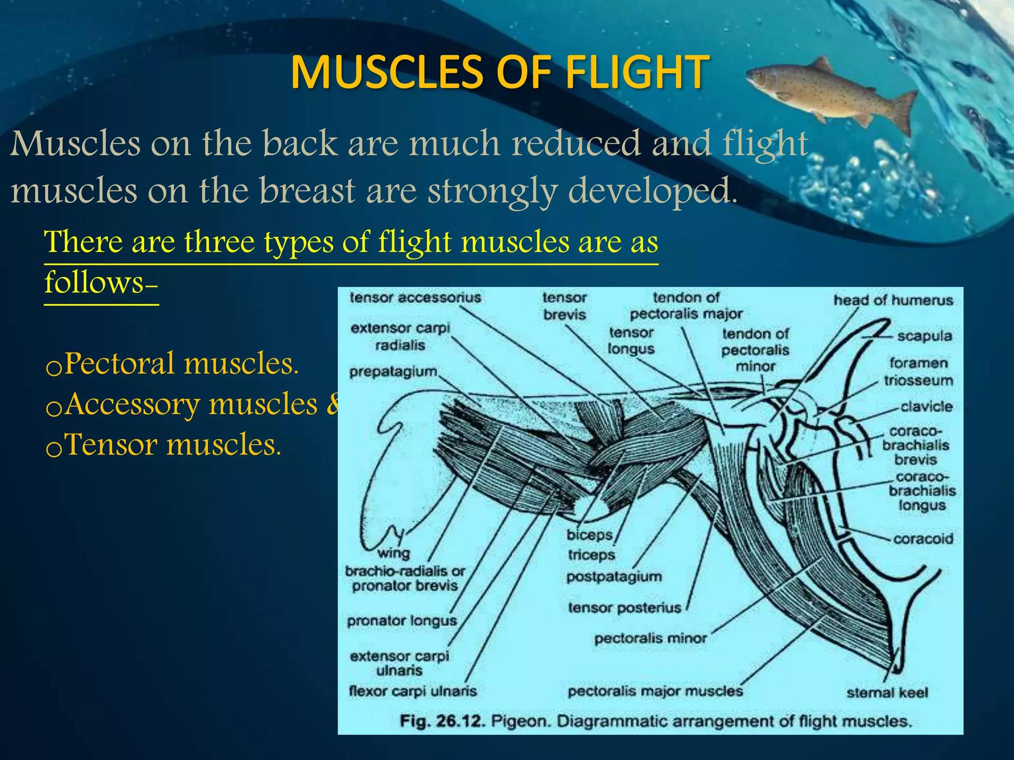 Mechanism of flight in bird | PPTX