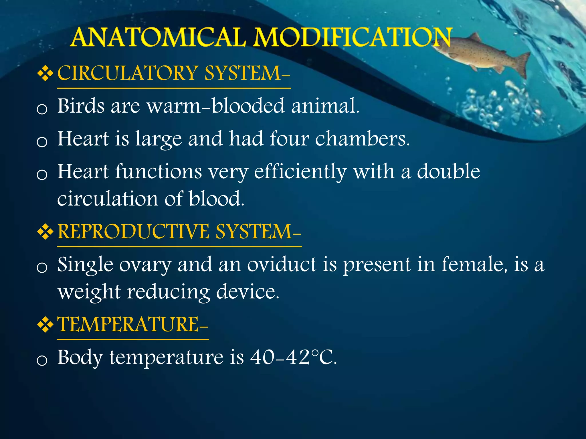 Mechanism of flight in bird | PPTX