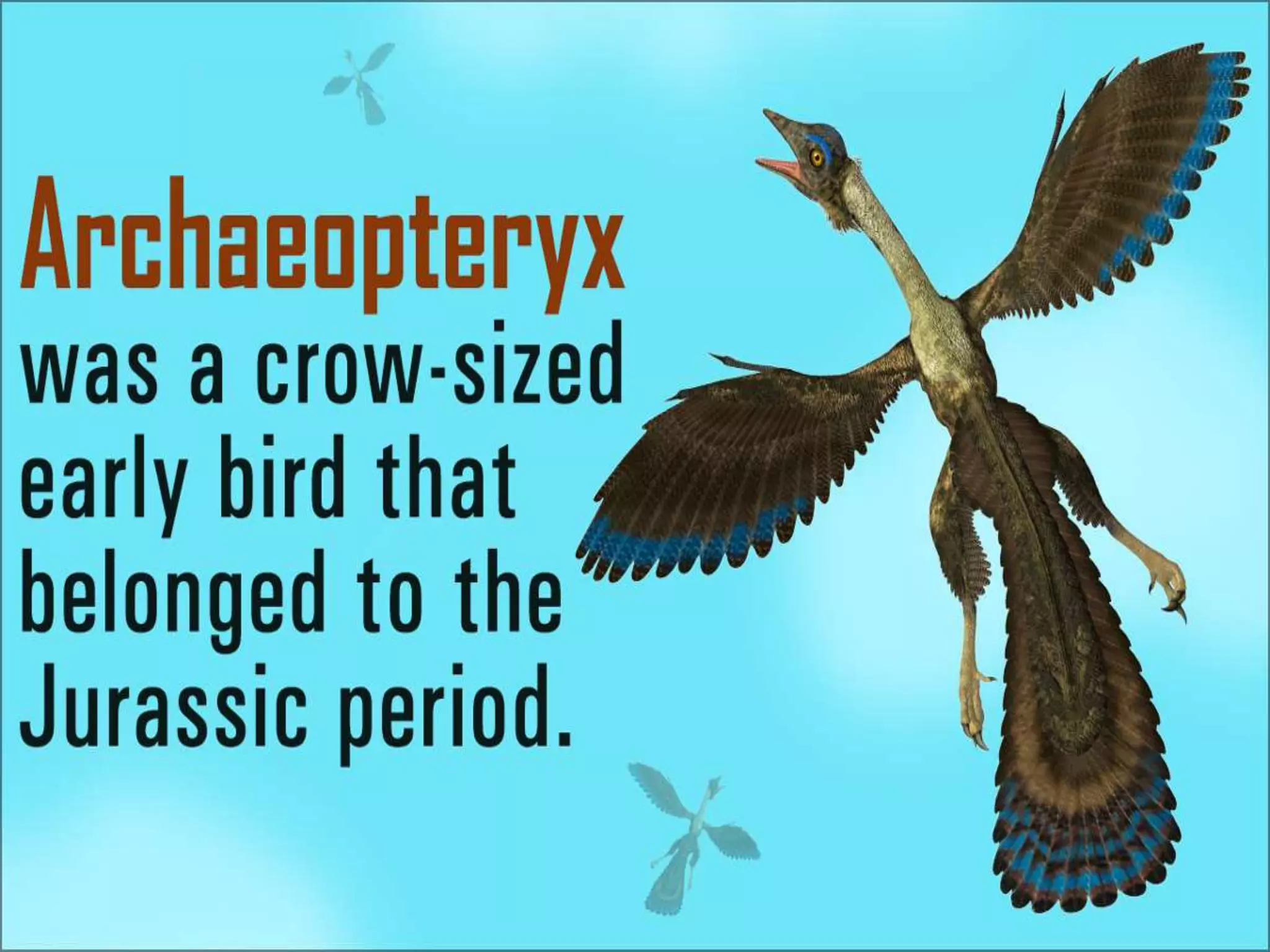 Mechanism of flight in bird | PPTX